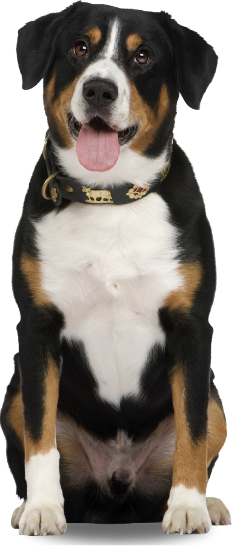 Best Veterinary Hospital In Alpharetta, GA | Wills Park Vet