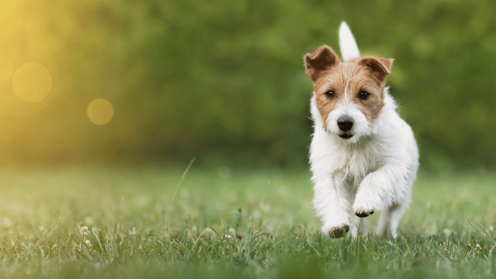 About Wills Park Vet | Vet In Alpharetta, GA 30009