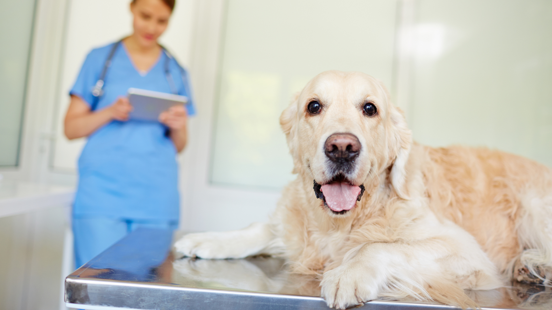 Veterinarian In Alpharetta, GA 30009 | Wills Park Vet