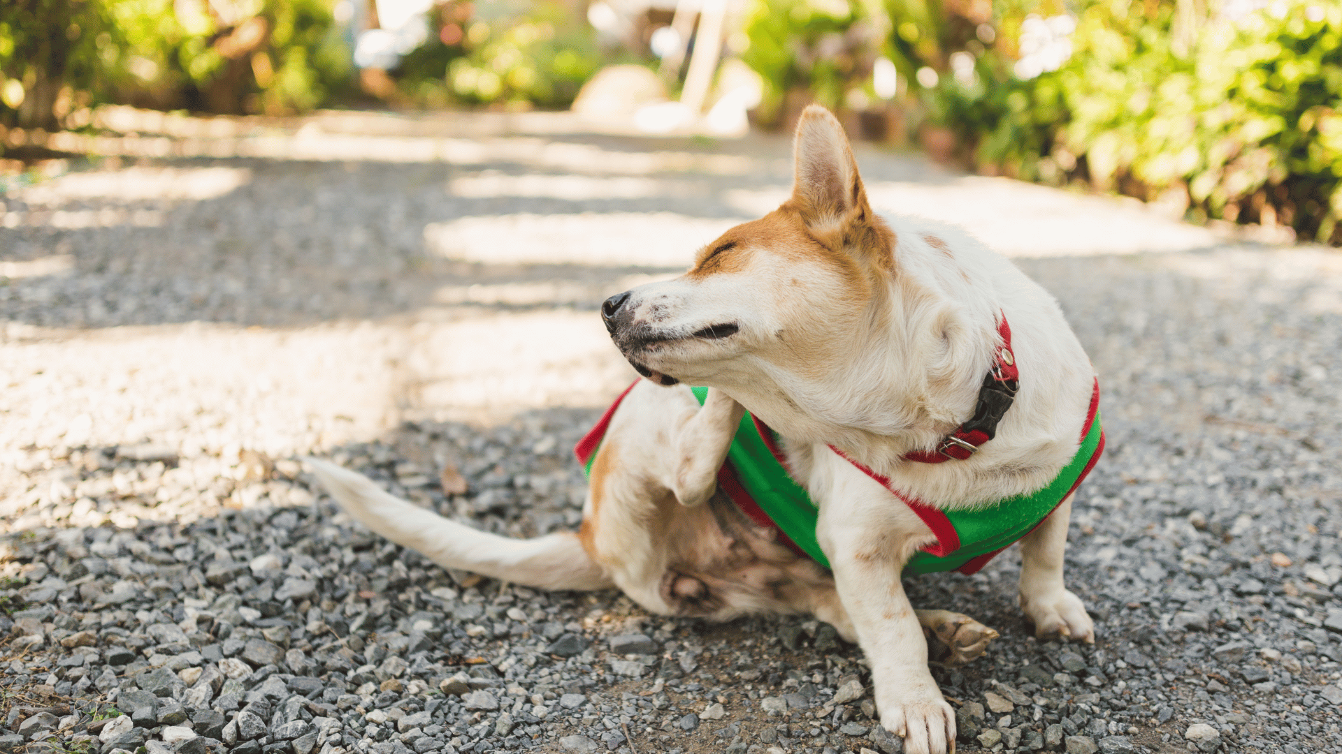 Pet Dermatology In Alpharetta, GA | Wills Park Vet