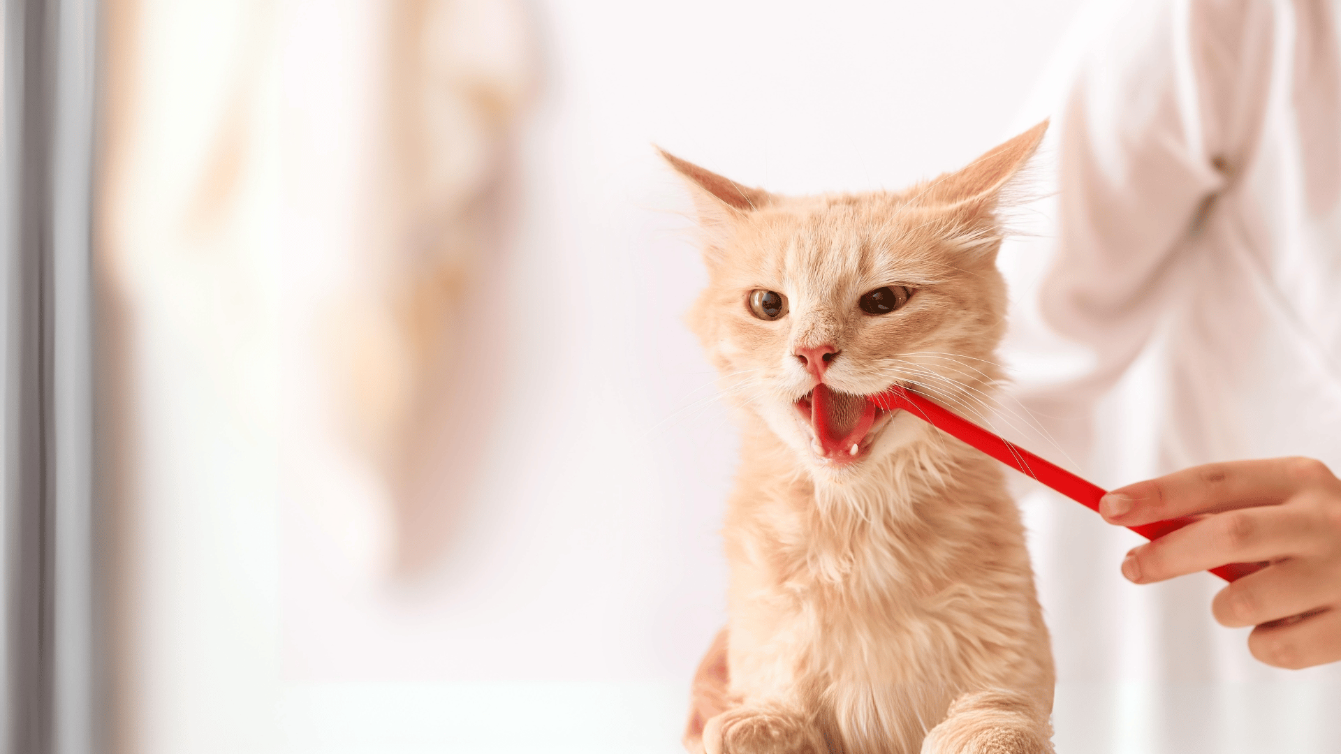 Pet Dentistry In Alpharetta, GA | Wills Park Vet