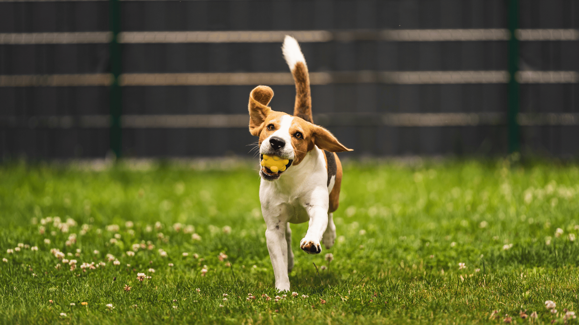 Alpharetta, GA Veterinary Services | Wills Park Vet