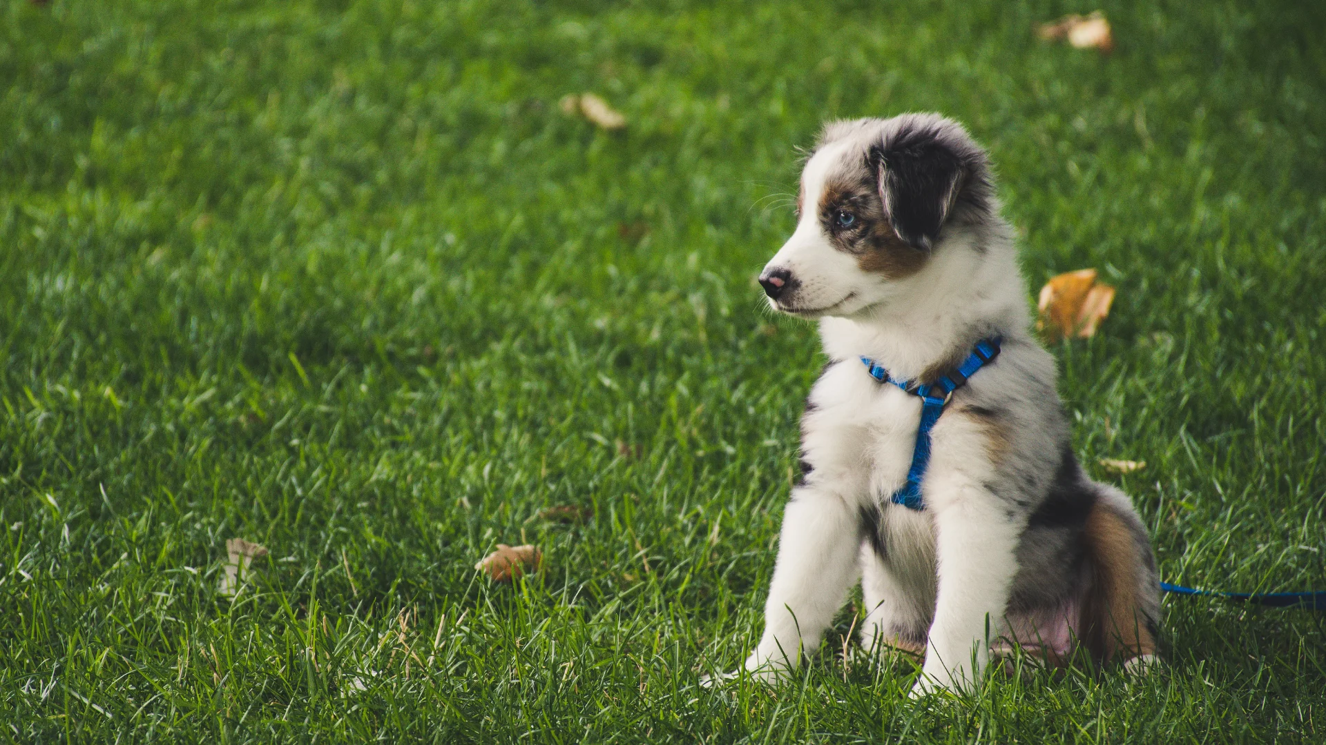 Pet Drop-Off Appointments In Alpharetta, GA | Wills Park Vet