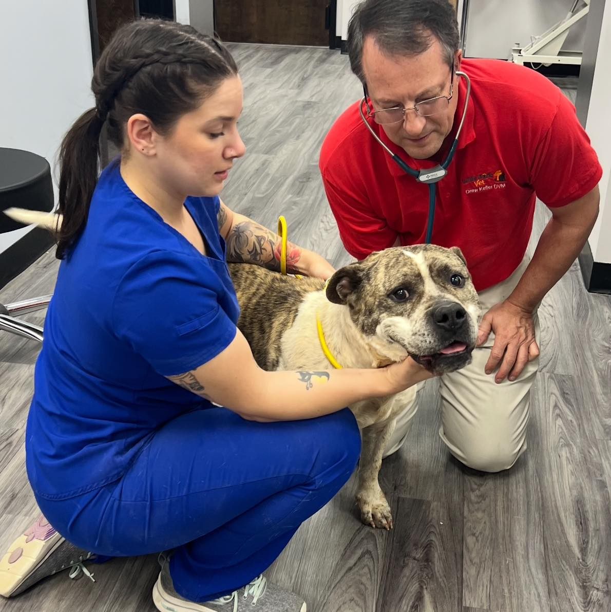 Pet Insurance | Wills Park Vet