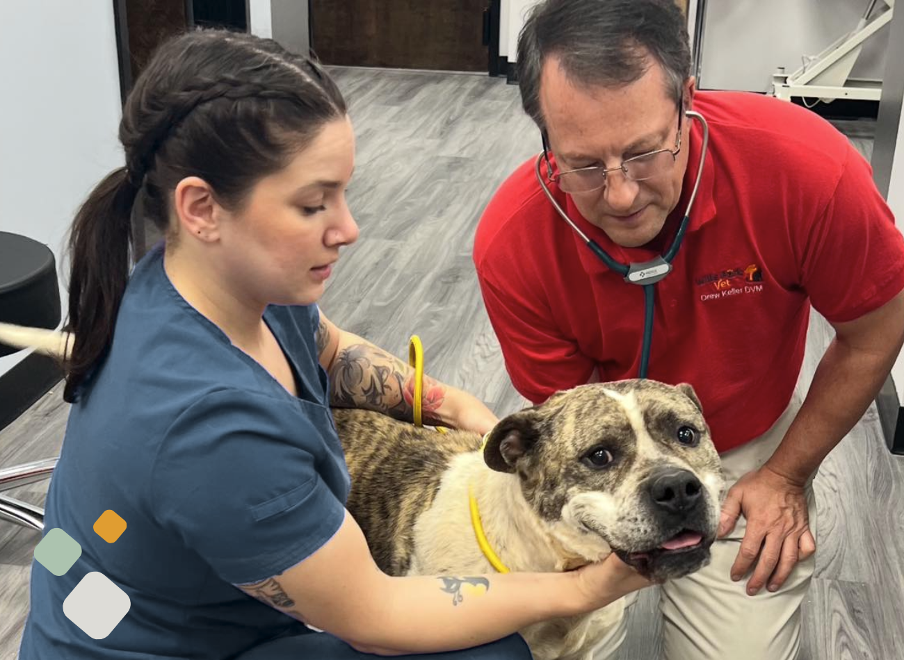 Why Flea And Tick Prevention Is Crucial For Your Pet's Health | Wills ...